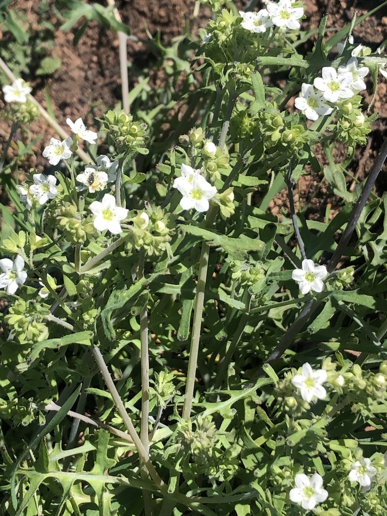 White fiesta flower (Pholistoma membranaceum) Flower, Leaf, Care, Uses ...