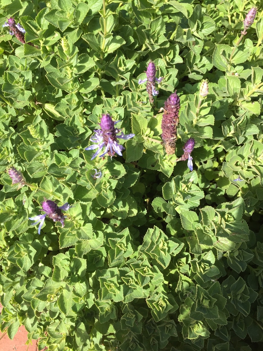 Plectranthus neochilus - PictureThis