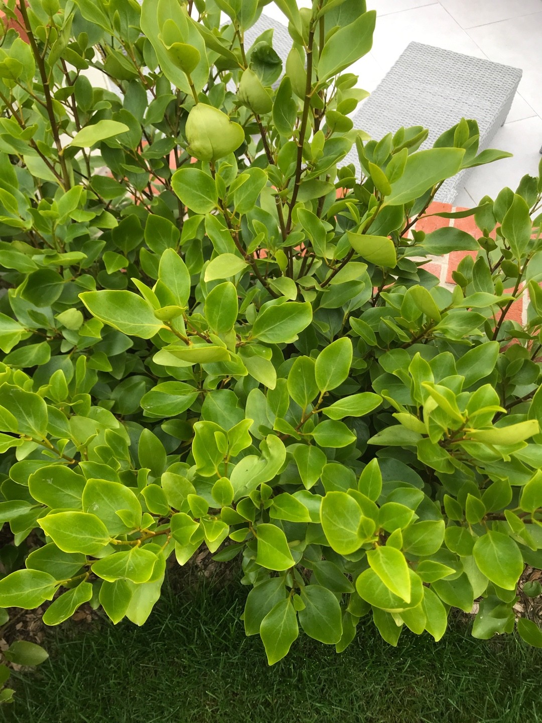 Kapuka (Griselinia littoralis) - PictureThis