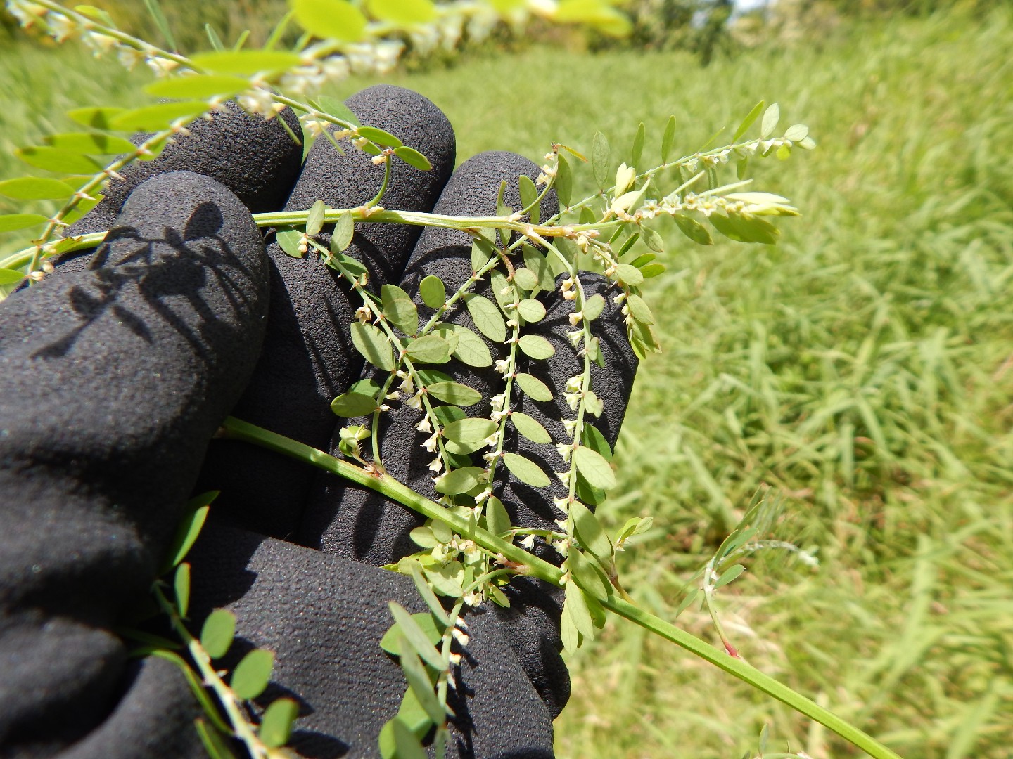 Phyllanthus niruri Flower, Leaf, Care, Uses - PictureThis