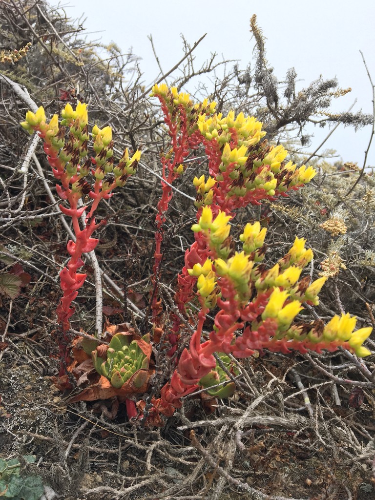 Dudleya farinosa - PictureThis