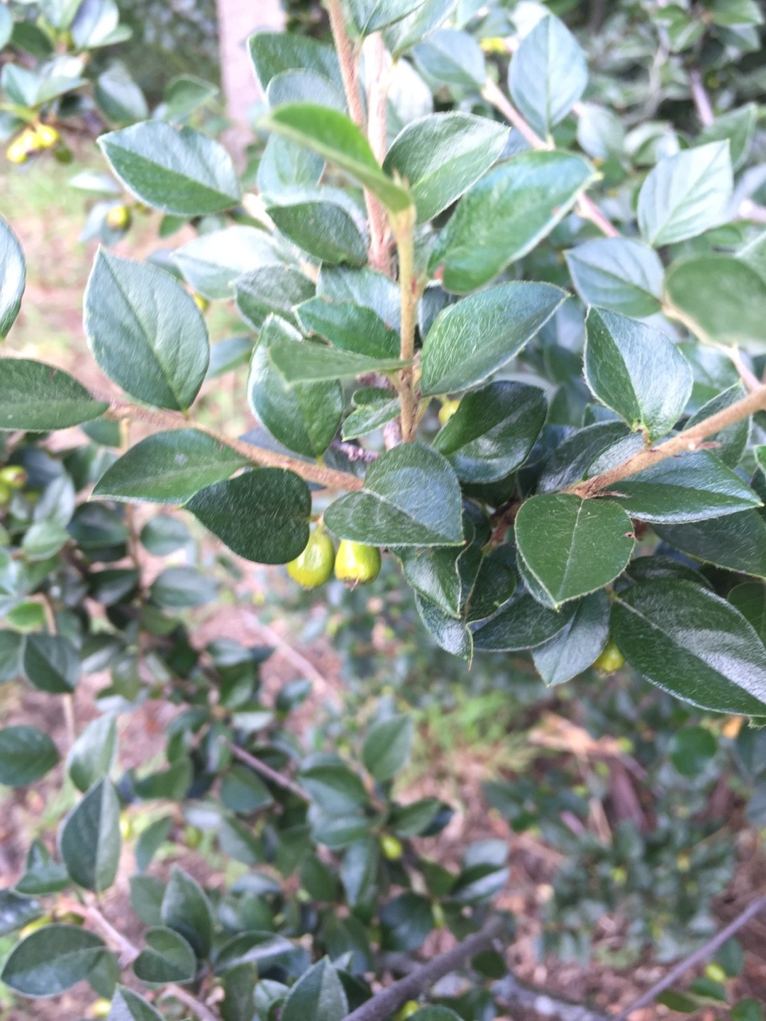 Griñolera de simons (Cotoneaster simonsii) - PictureThis