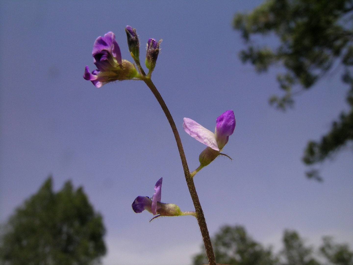 澎湖大豆 (Glycine tabacina) 照顧，種植，繁殖，開花時間 - PictureThis