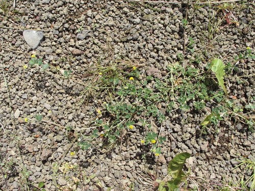 Black medick (Medicago lupulina) Flower, Leaf, Care, Uses - PictureThis