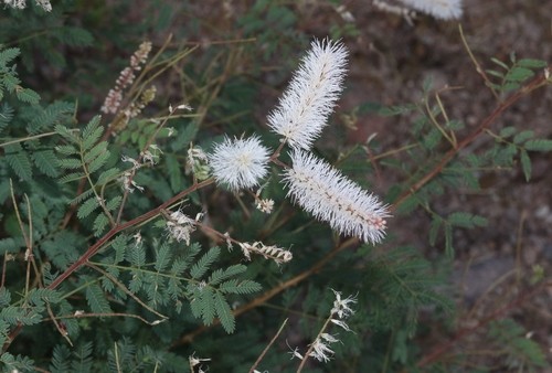 How to Grow and Care for Velvetpod mimosa