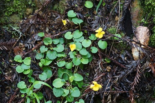 Evergreen violet (Viola sempervirens) Flower, Leaf, Care, Uses ...
