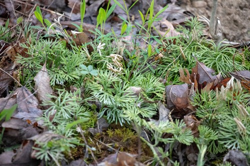 How to Plant and Grow Fan clubmoss(Diphasiastrum digitatum)