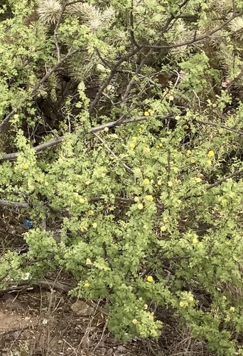 How to Plant and Grow Whitethorn Acacia(Vachellia constricta)