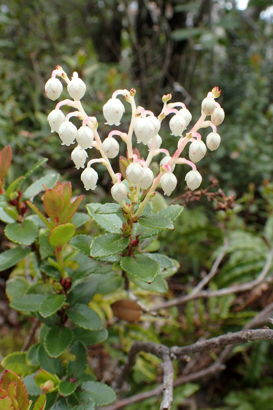 Turpentine scrub (Gaultheria crassa) Flower, Leaf, Care, Uses - PictureThis