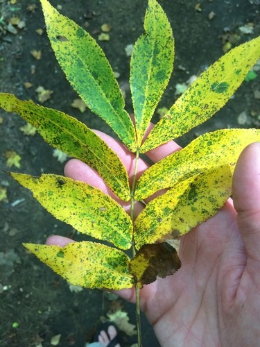 Bitternut hickory (Carya cordiformis) Flower, Leaf, Care, Uses ...
