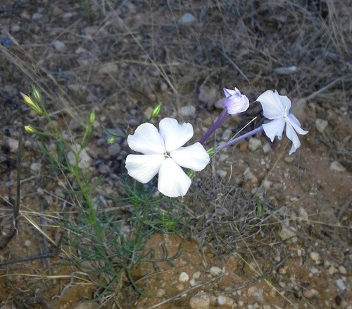 Flaxflower skyrocket (Ipomopsis longiflora) Flower, Leaf, Care, Uses ...