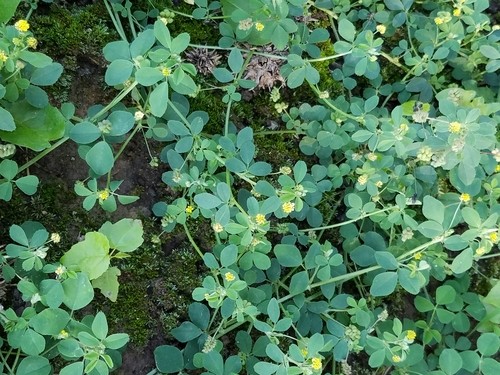 Black medick (Medicago lupulina) Flower, Leaf, Care, Uses - PictureThis