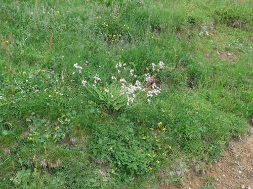 How to Plant and Grow Bladder campion(Silene vulgaris)