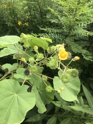 Cencio molle (Abutilon theophrasti) - PictureThis
