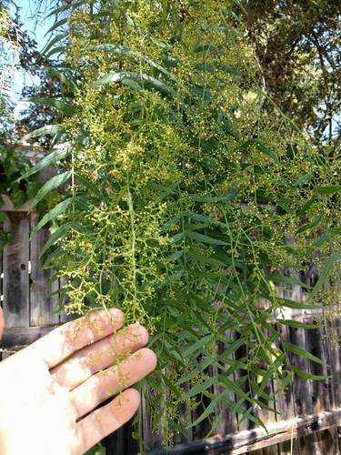 Falso pimentero (Schinus molle) - PictureThis