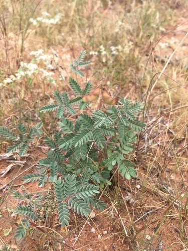 Pomaria - PictureThis