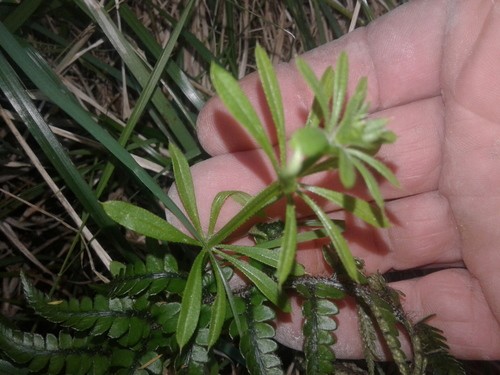 Cleavers (Galium aparine) Flower, Leaf, Care, Uses - PictureThis