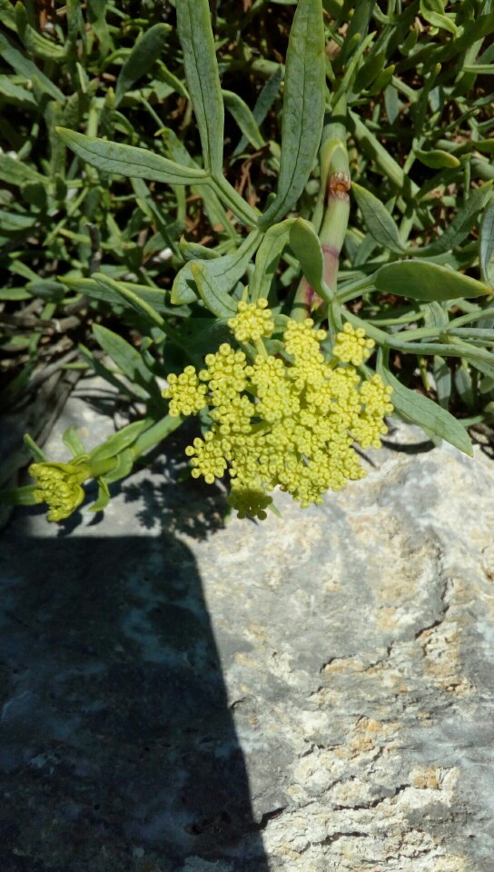 Lomatium cous - PictureThis