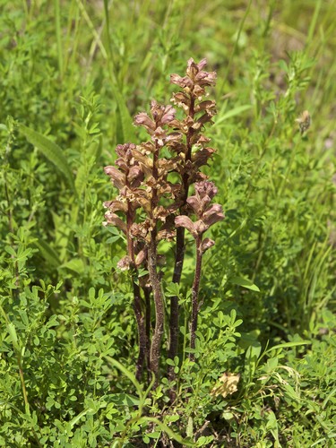 Yellow broomrape (Orobanche lutea) Flower, Leaf, Care, Uses - PictureThis