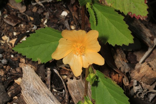 Common fanpetals (Sida ulmifolia) Flower, Leaf, Care, Uses - PictureThis
