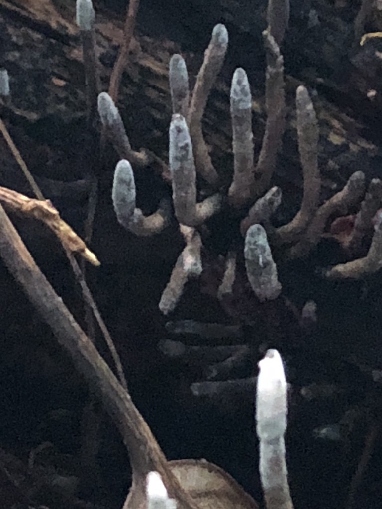 Xylariales Flower, Leaf, Care, Uses - PictureThis