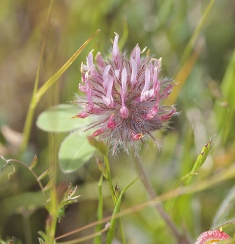 Trébol rosa (Trifolium hirtum) - PictureThis
