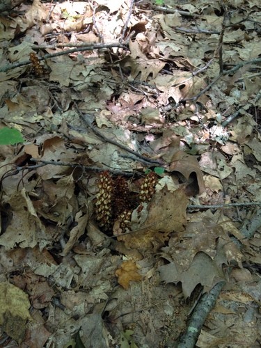 How to Plant and Grow American Cancer-Root(Conopholis americana)