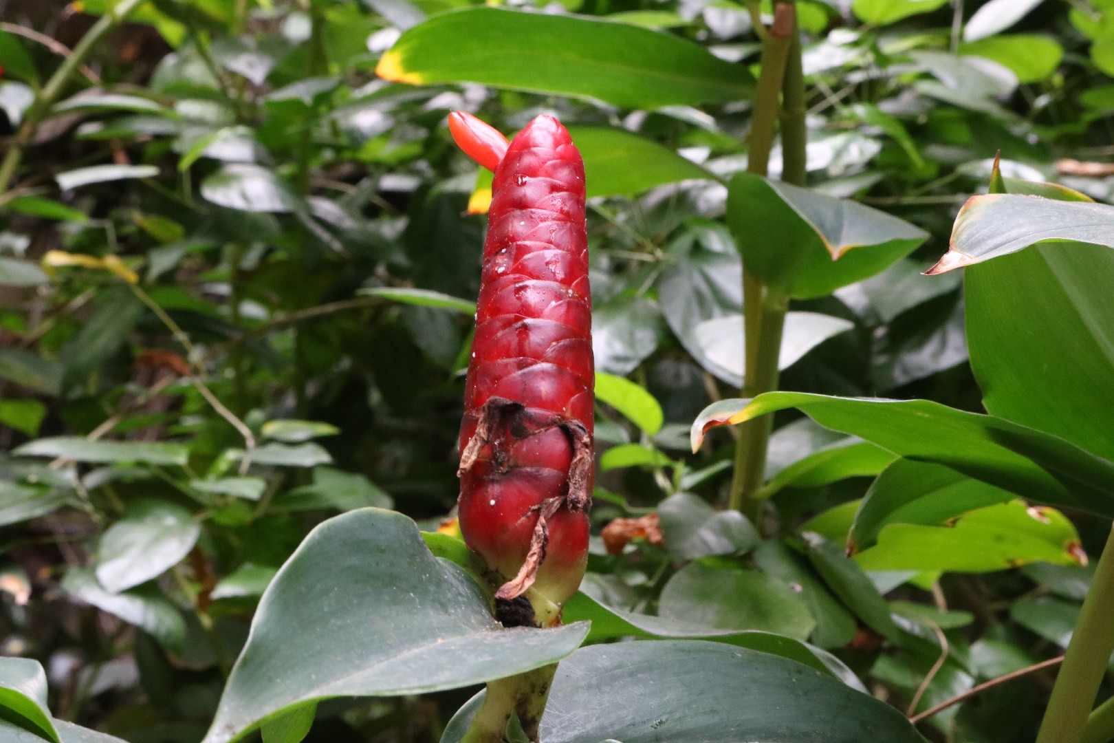 Costus (Costaceae) Flower, Leaf, Care, Uses - PictureThis
