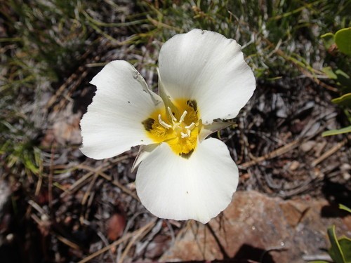 Calochortus leichtlinii - PictureThis