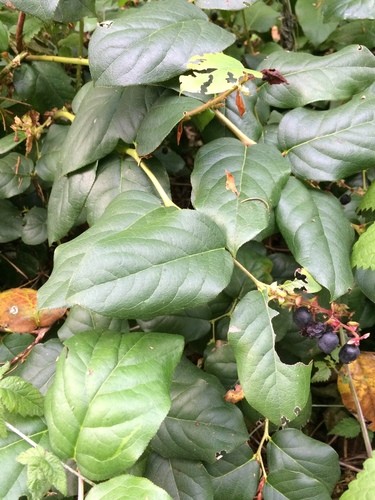 Salal (Gaultheria shallon) Flower, Leaf, Care, Uses - PictureThis
