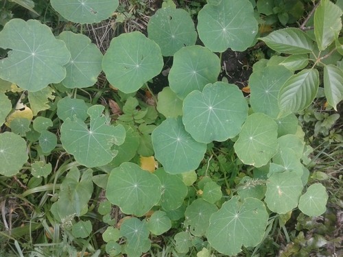 Capuchina (Tropaeolum majus) - PictureThis