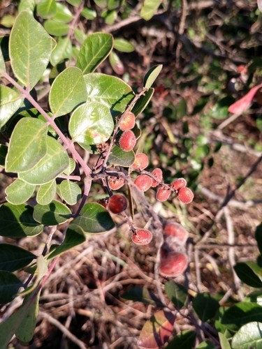 Сумах вечнозелёный (Rhus virens) - PictureThis