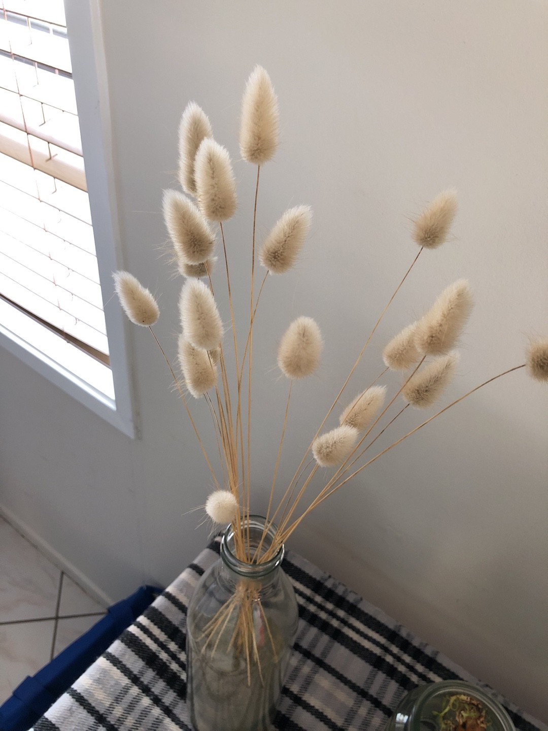 兔尾草 (Lagurus ovatus) 照顧，種植，繁殖，開花時間 - PictureThis