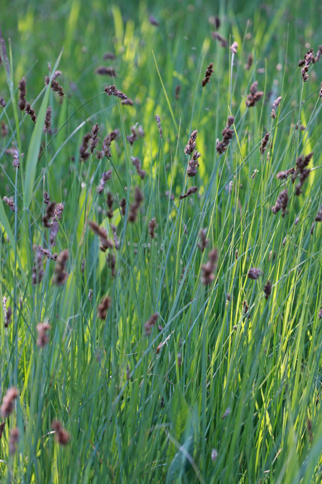 Laîche arrondie (Carex diandra) - PictureThis