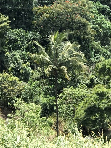 Common coconut palm (Cocos nucifera) Flower, Leaf, Care, Uses - PictureThis