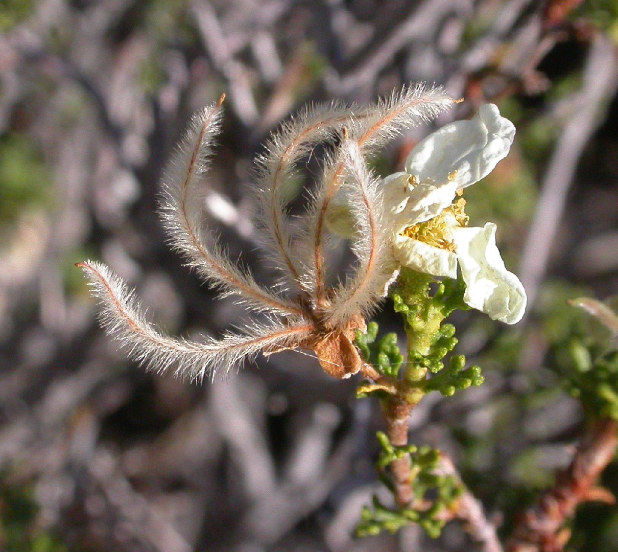 Фаллуджия удивительная (Fallugia paradoxa) - PictureThis