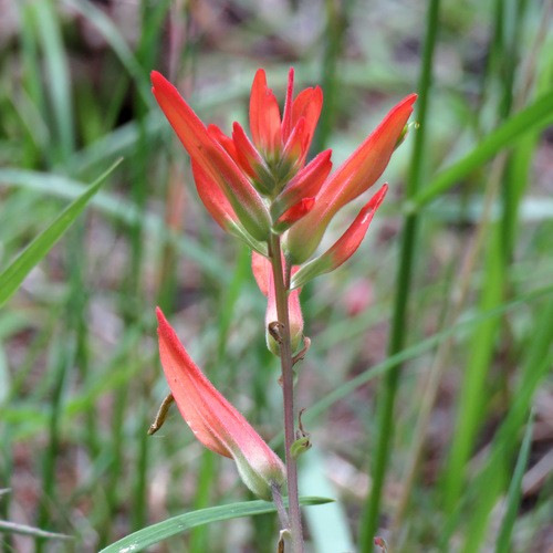 Huachuca mountain indian paintbrush (Castilleja patriotica) Flower ...
