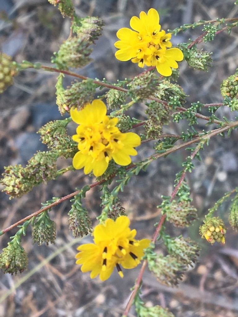 Holocarpha virgata - PictureThis