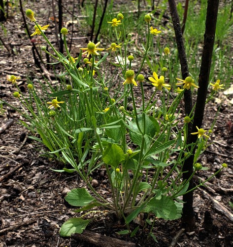 Ranunculus rhomboideus - PictureThis