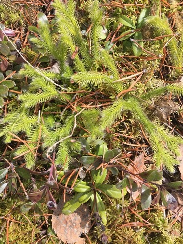 Lycopode en massue (Lycopodium clavatum) - PictureThis