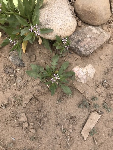 Purple mustard (Chorispora tenella) Flower, Leaf, Care, Uses - PictureThis