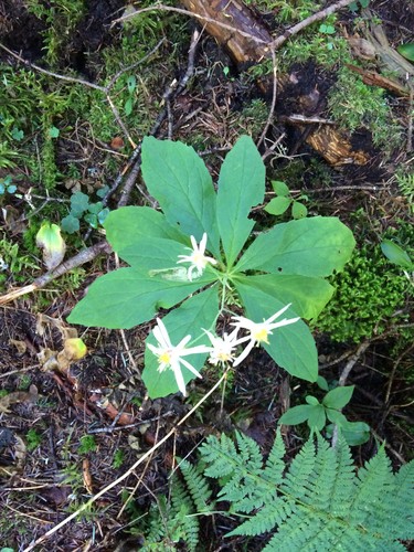Aster verticilo (Oclemena acuminata) - PictureThis