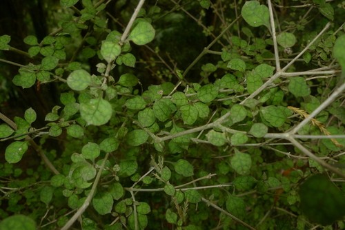 Coprosma areolata - PictureThis