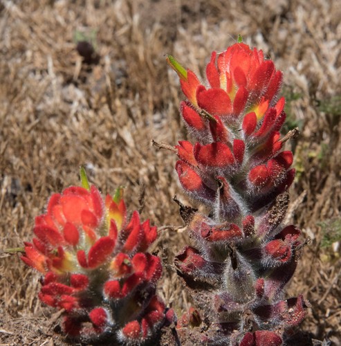 Castilleja mendocinensis - PictureThis