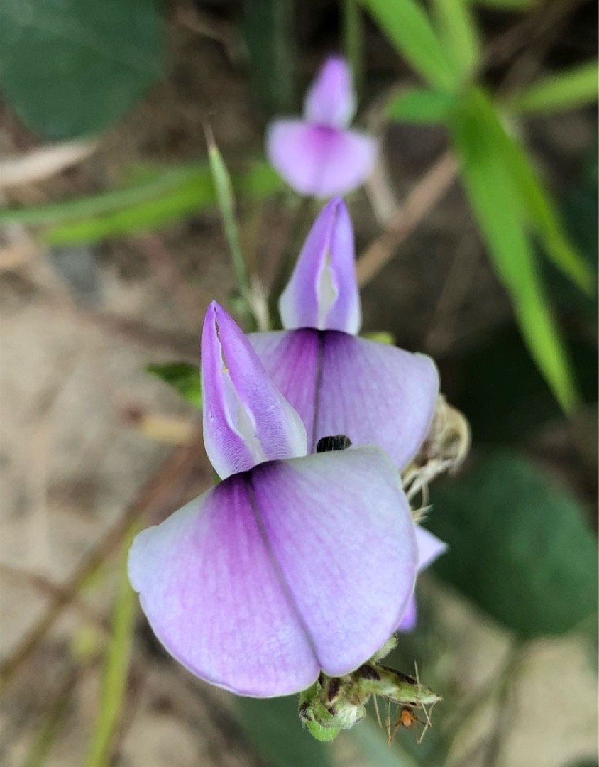 Kudzu tropical (Pueraria phaseoloides) - PictureThis