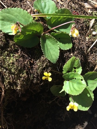 Violette à feuilles rondes (Viola rotundifolia) - PictureThis