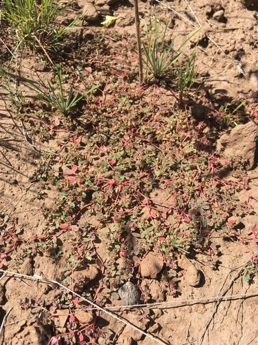 Thymeleaf sandmat (Euphorbia serpillifolia) Flower, Leaf, Care, Uses ...