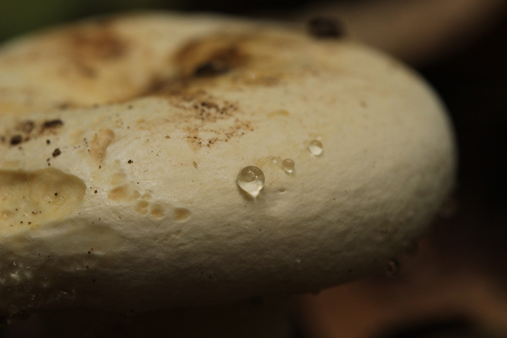 Milk-caps (Lactarius) Flower, Leaf, Care, Uses - PictureThis