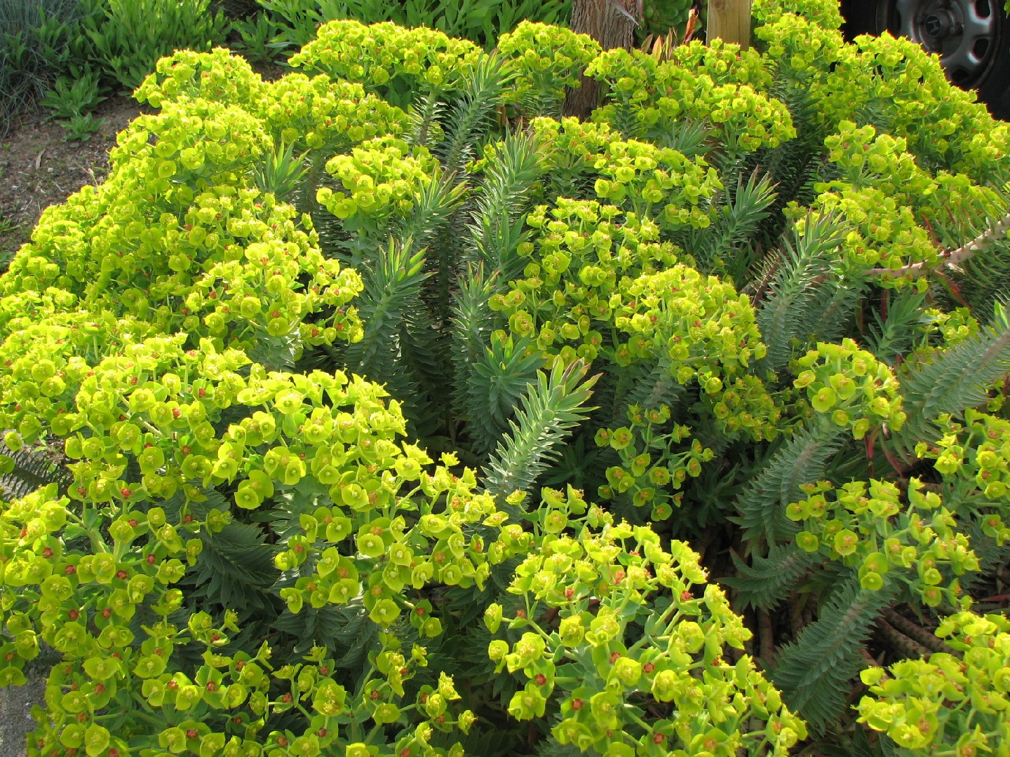 Where To Place Upright myrtle spurge In Feng Shui? (Characteristics ...