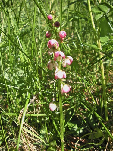 Pyrola asarifolia - PictureThis
